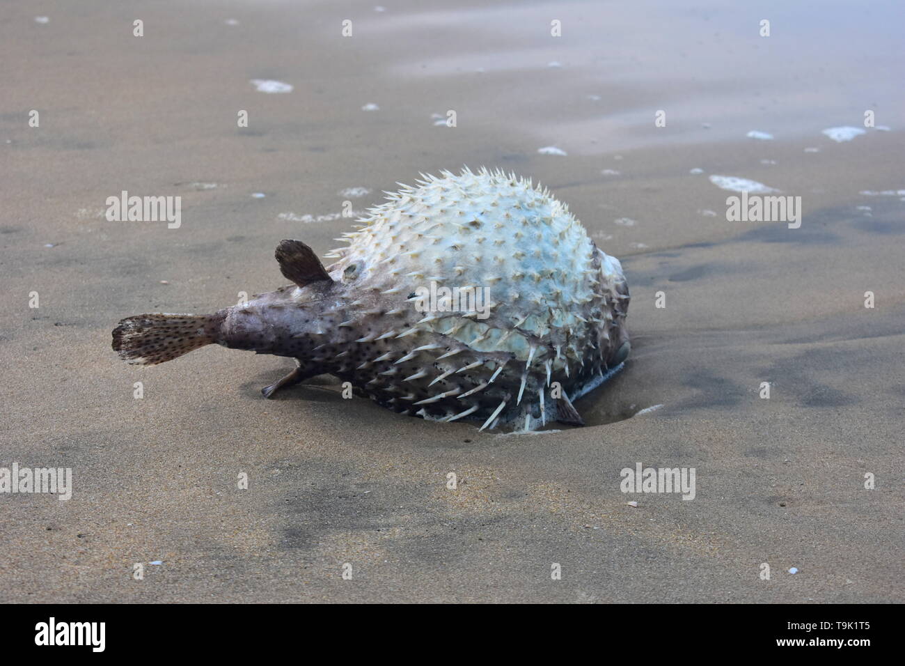 Le hérisson" (Hippocampus spinosissimus) - une espèce de poissons de la ...