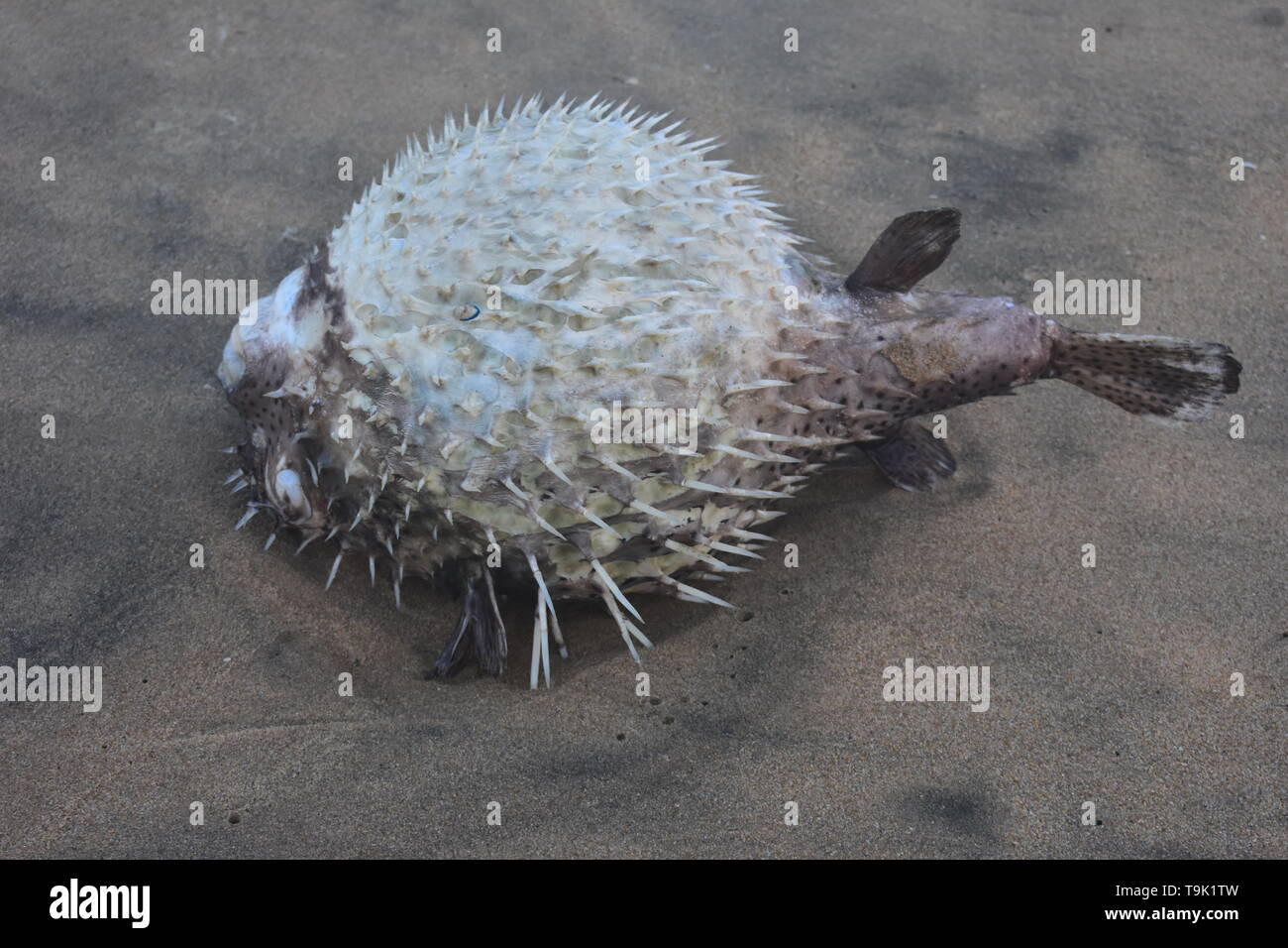 Le hérisson" (Hippocampus spinosissimus) - une espèce de poissons de la ...