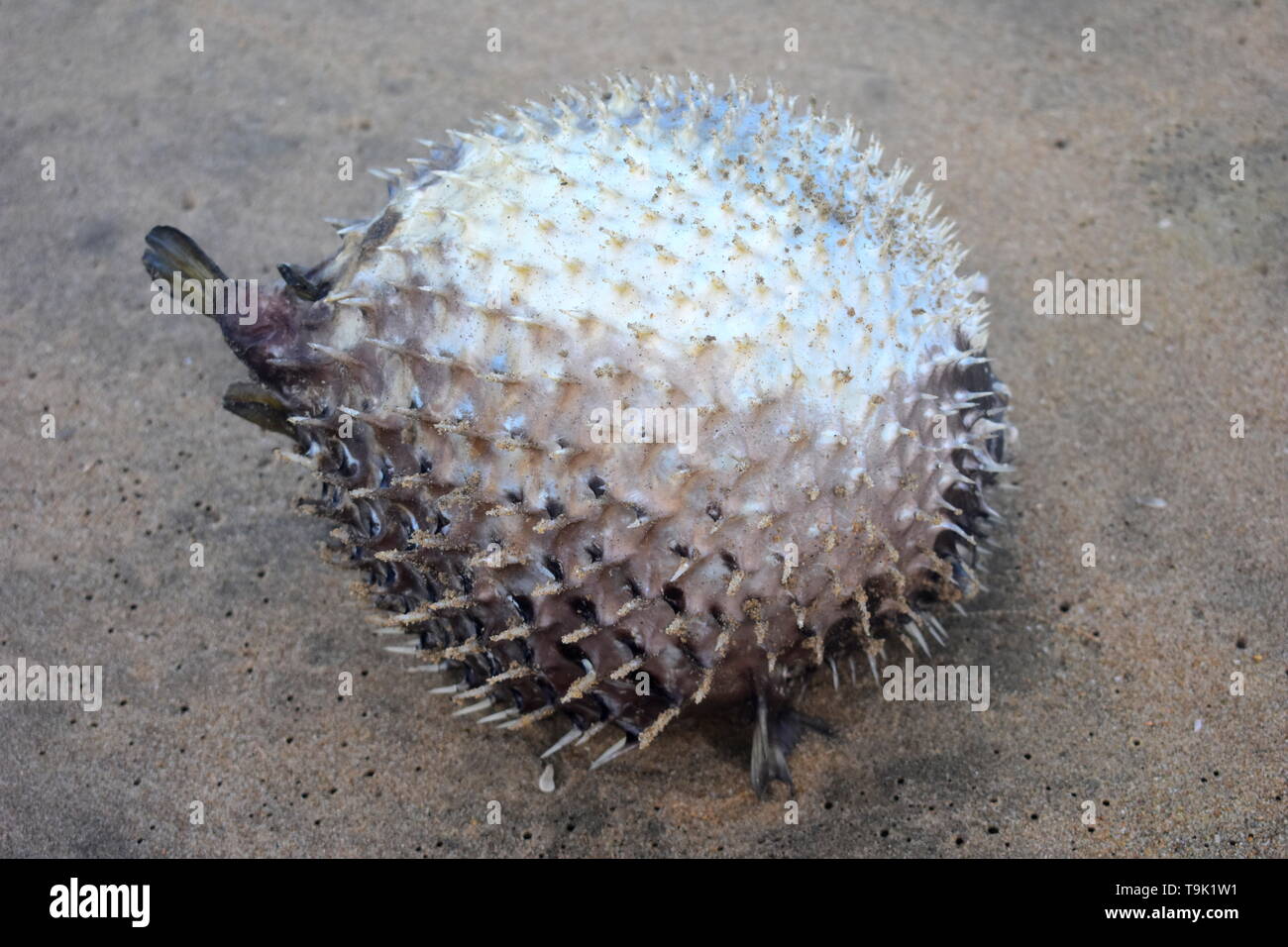 Le hérisson" (Hippocampus spinosissimus) - une espèce de poissons de la ...