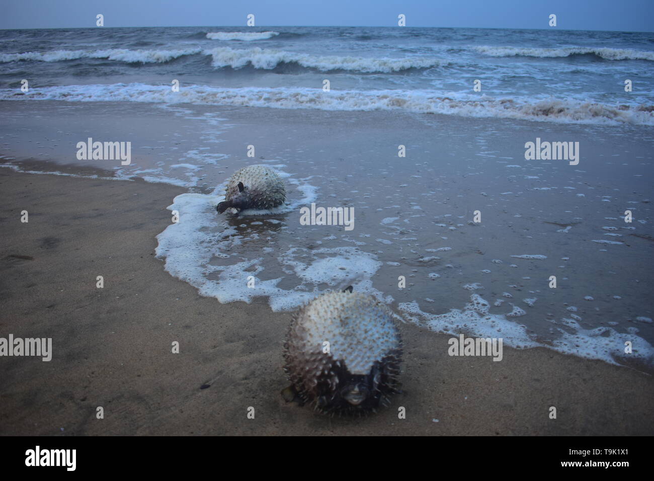 Le hérisson" (Hippocampus spinosissimus) - une espèce de poissons de la ...