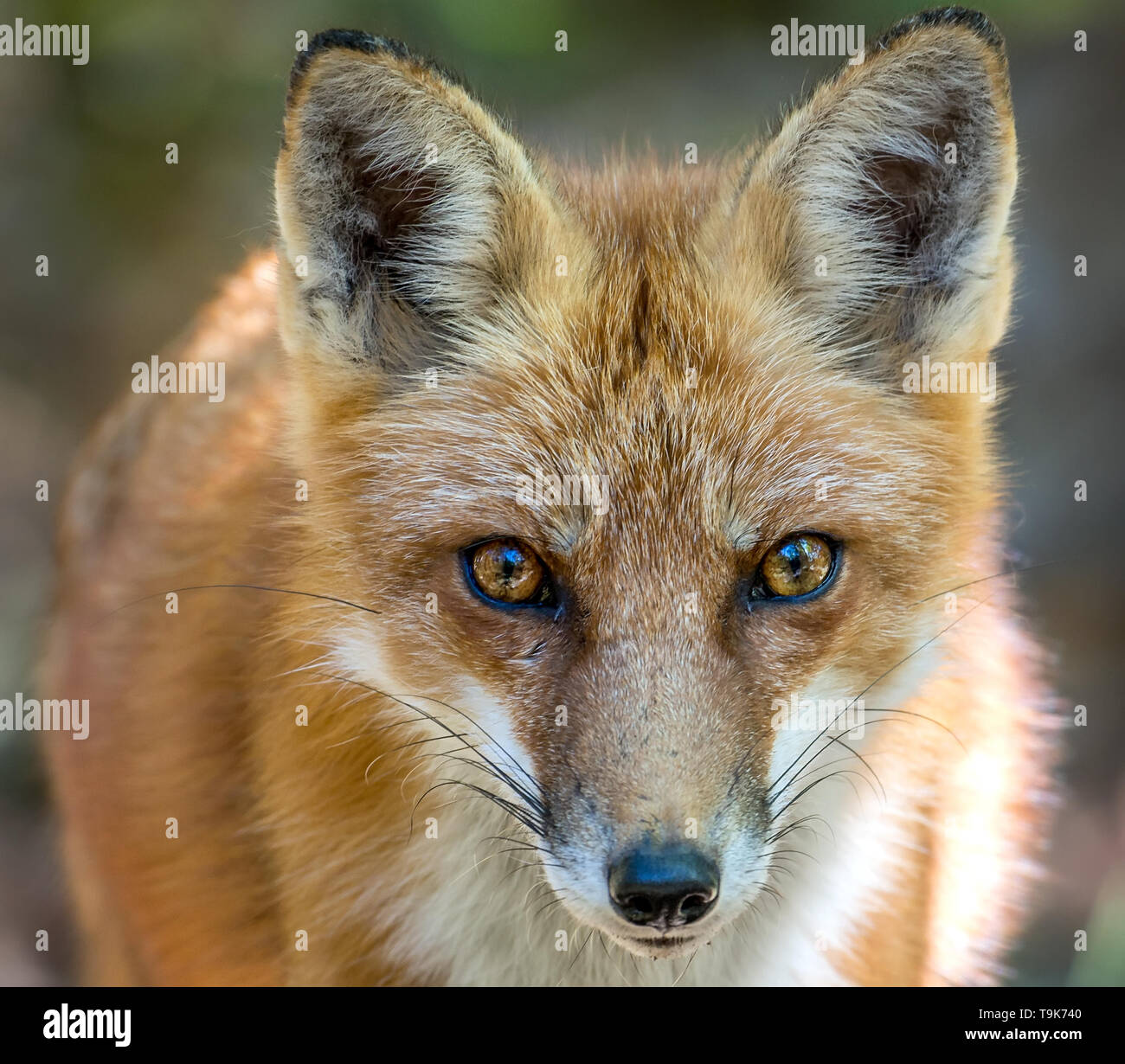 Portrait de renard roux Banque de photographies et d’images à haute ...