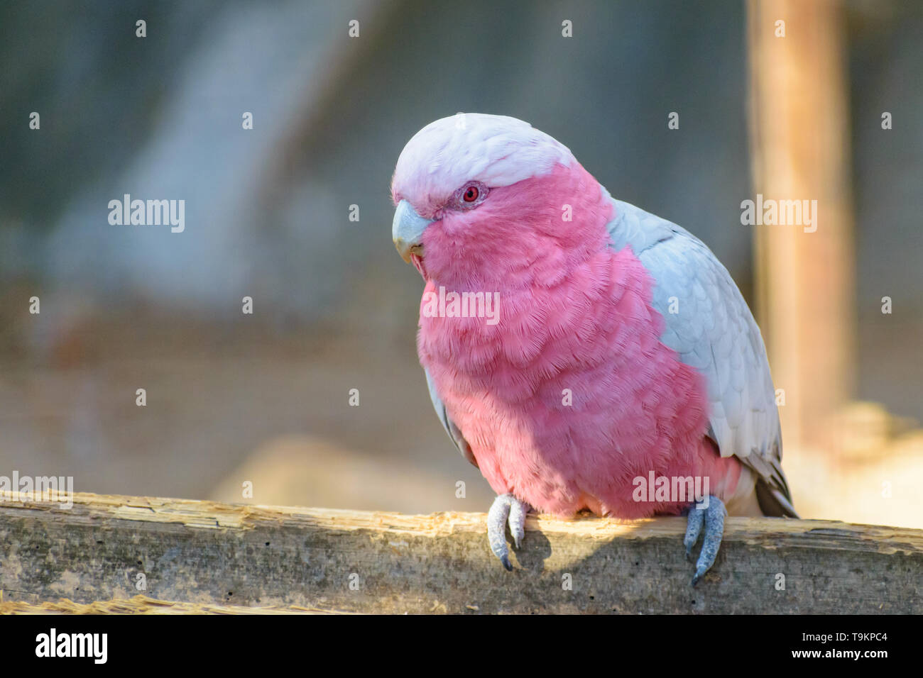 Galah eolophus roseicapillus Banque de photographies et d’images à ...