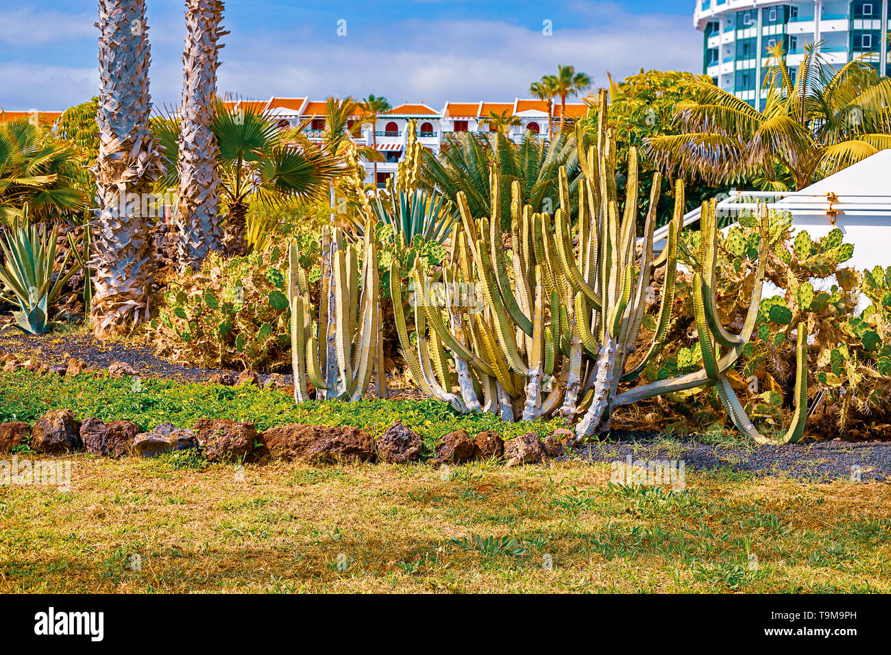 Tenerife canaries spain fruit Banque de photographies et d’images à ...