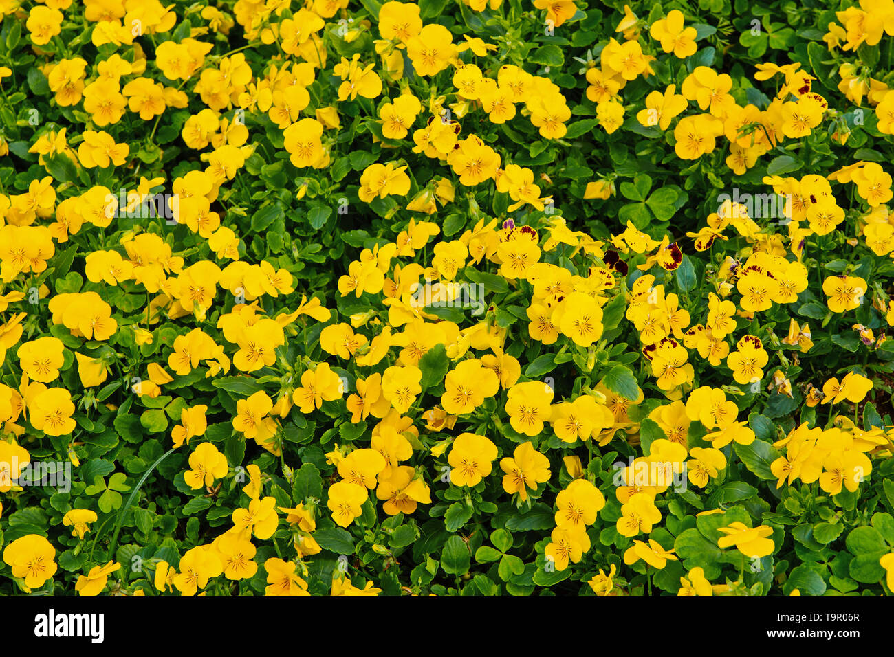 Pensees fleurs hamilton Banque de photographies et d’images à haute ...