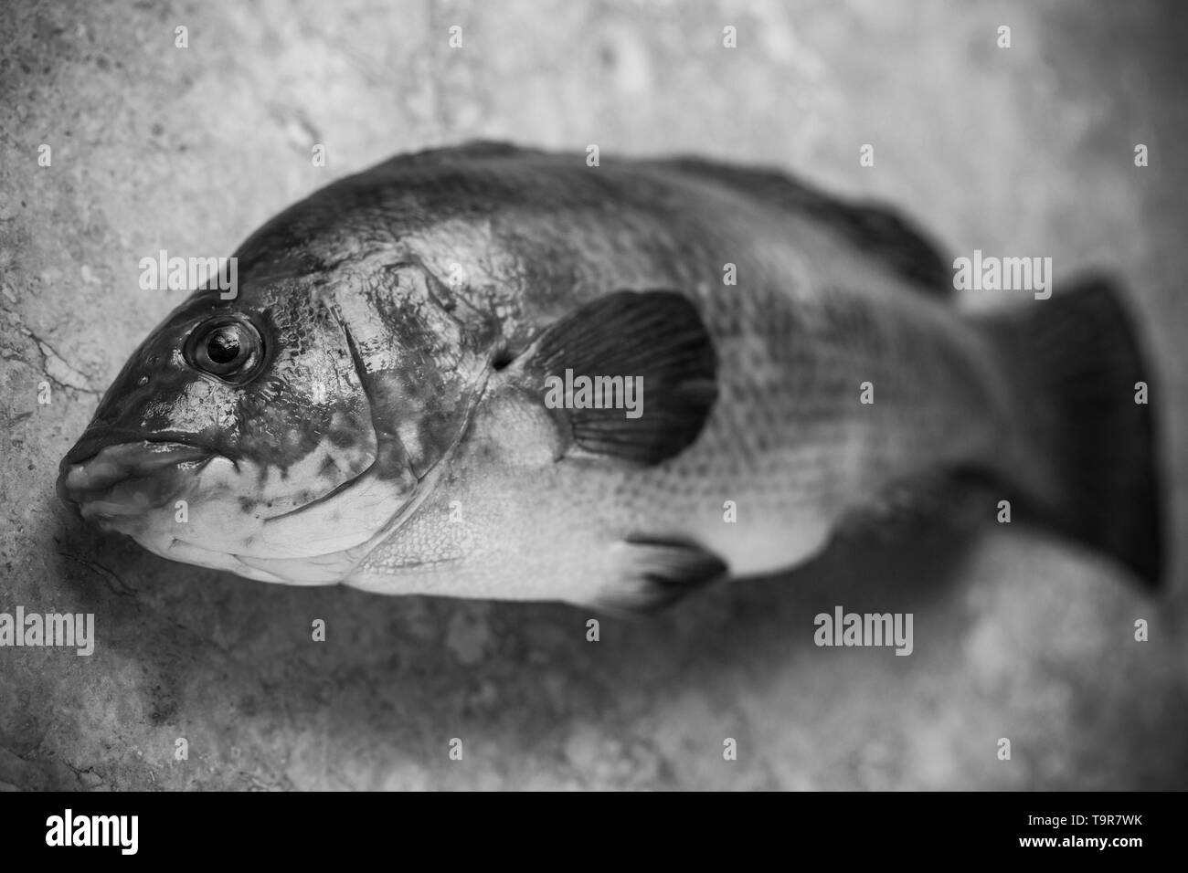 Ballan wrasse fish Banque d'images noir et blanc - Alamy
