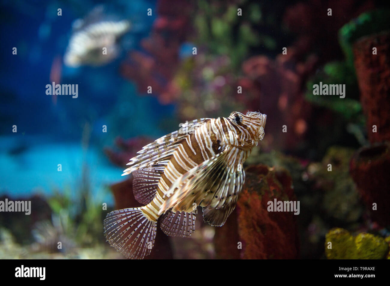 Poisson scorpion d'eau profonde rouge Banque de photographies et d ...
