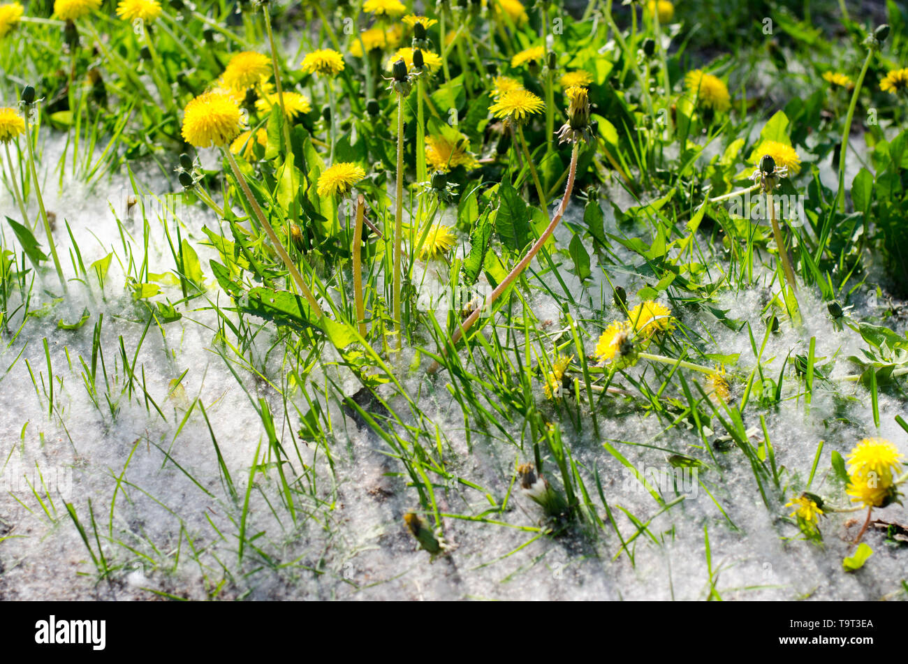 Pollen de peuplier Banque de photographies et d’images à haute ...