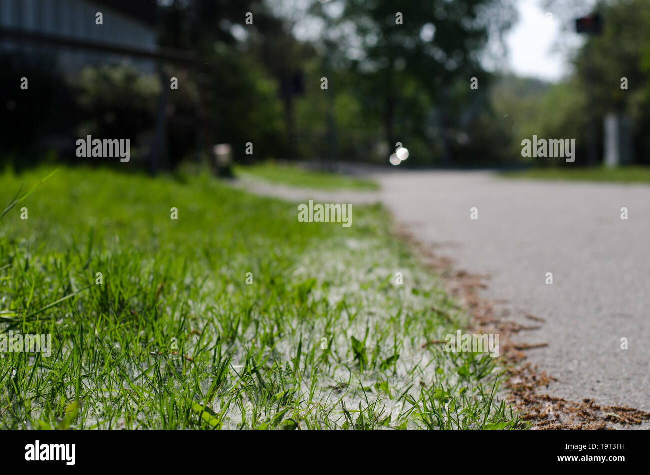 Poplar pollen Banque de photographies et d’images à haute résolution ...