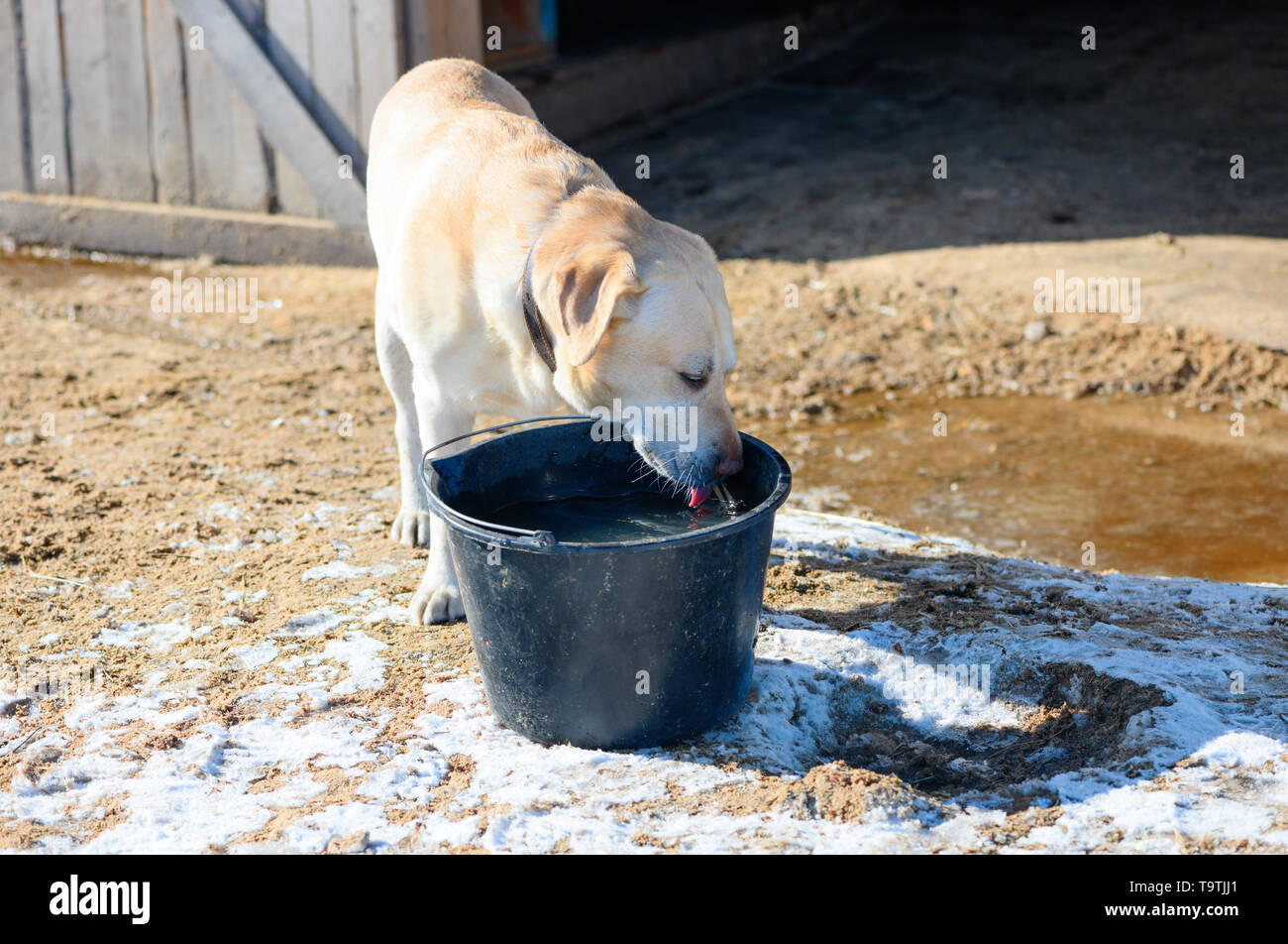 Le chien de race du Labrador Retriever boit de l'eau dans le seau en ...