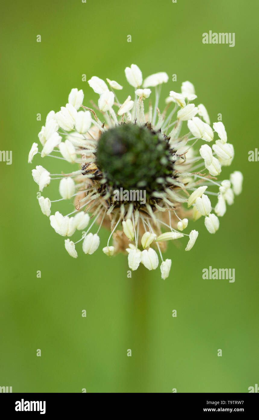 Plantain plantago lanceolata Banque de photographies et d’images à ...