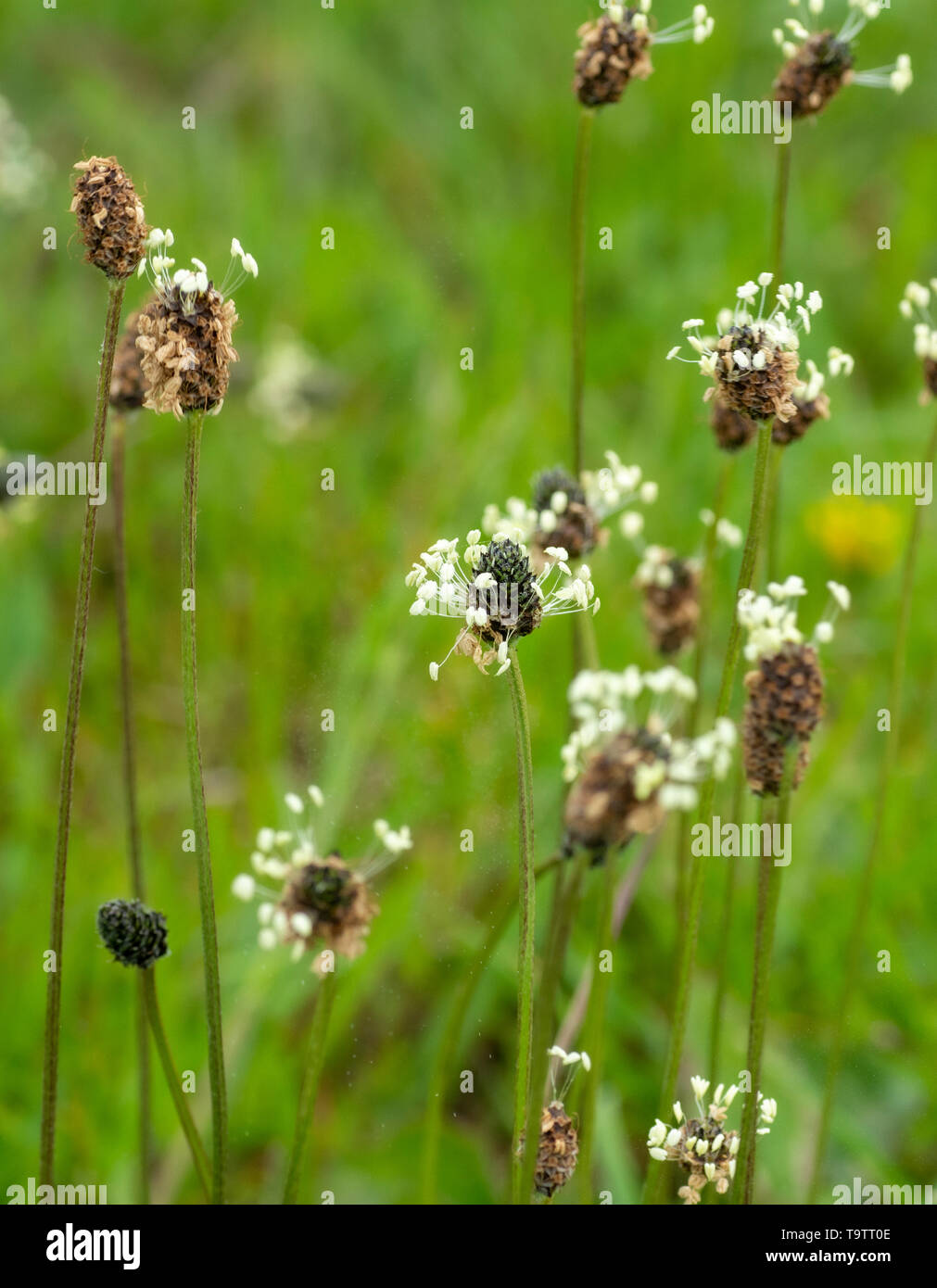 Plantain plantago lanceolata Banque de photographies et d’images à ...
