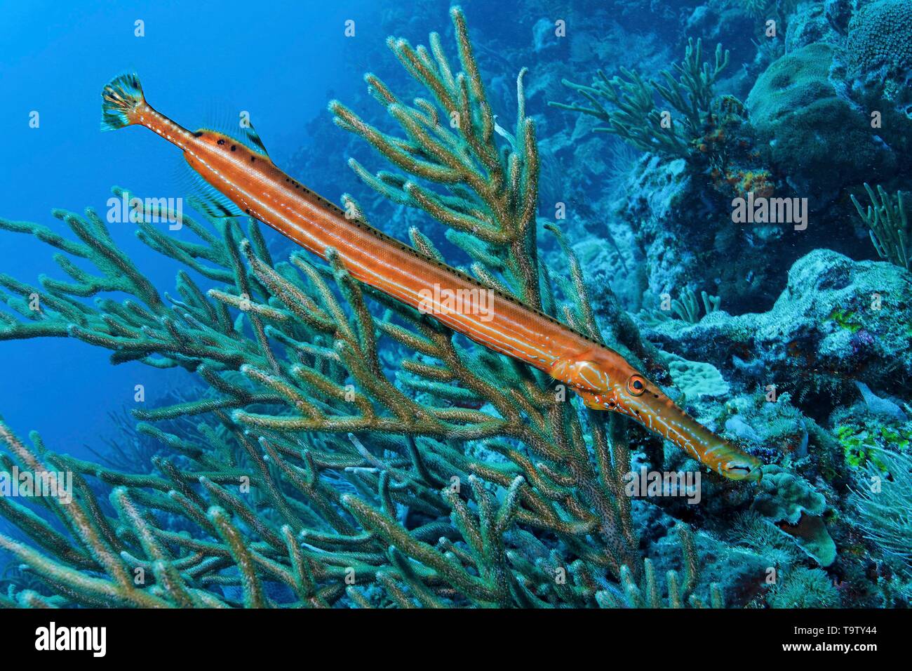 Poisson Trompette Ouest Atlantique Banque d'image et photos - Alamy