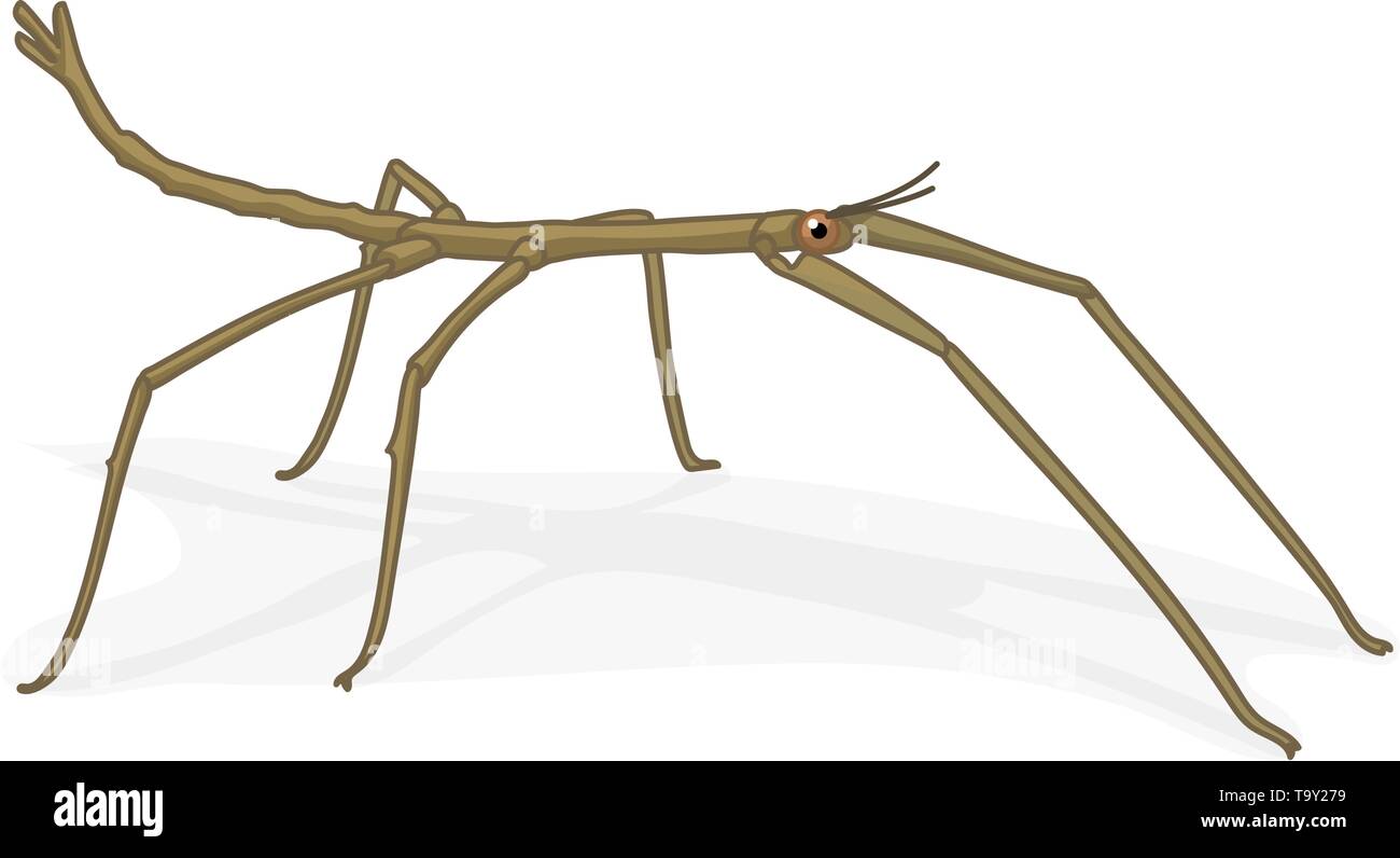 Cute cartoon vector clip art phasme Image Vectorielle Stock - Alamy