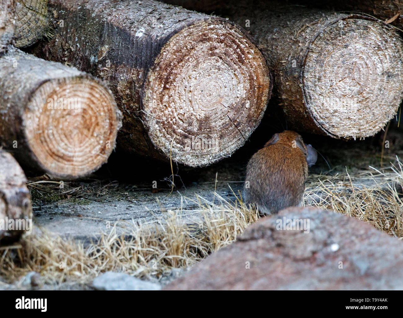 Rat brun mère d'exécution dans la pile de bois avec son bébé souris rat ...