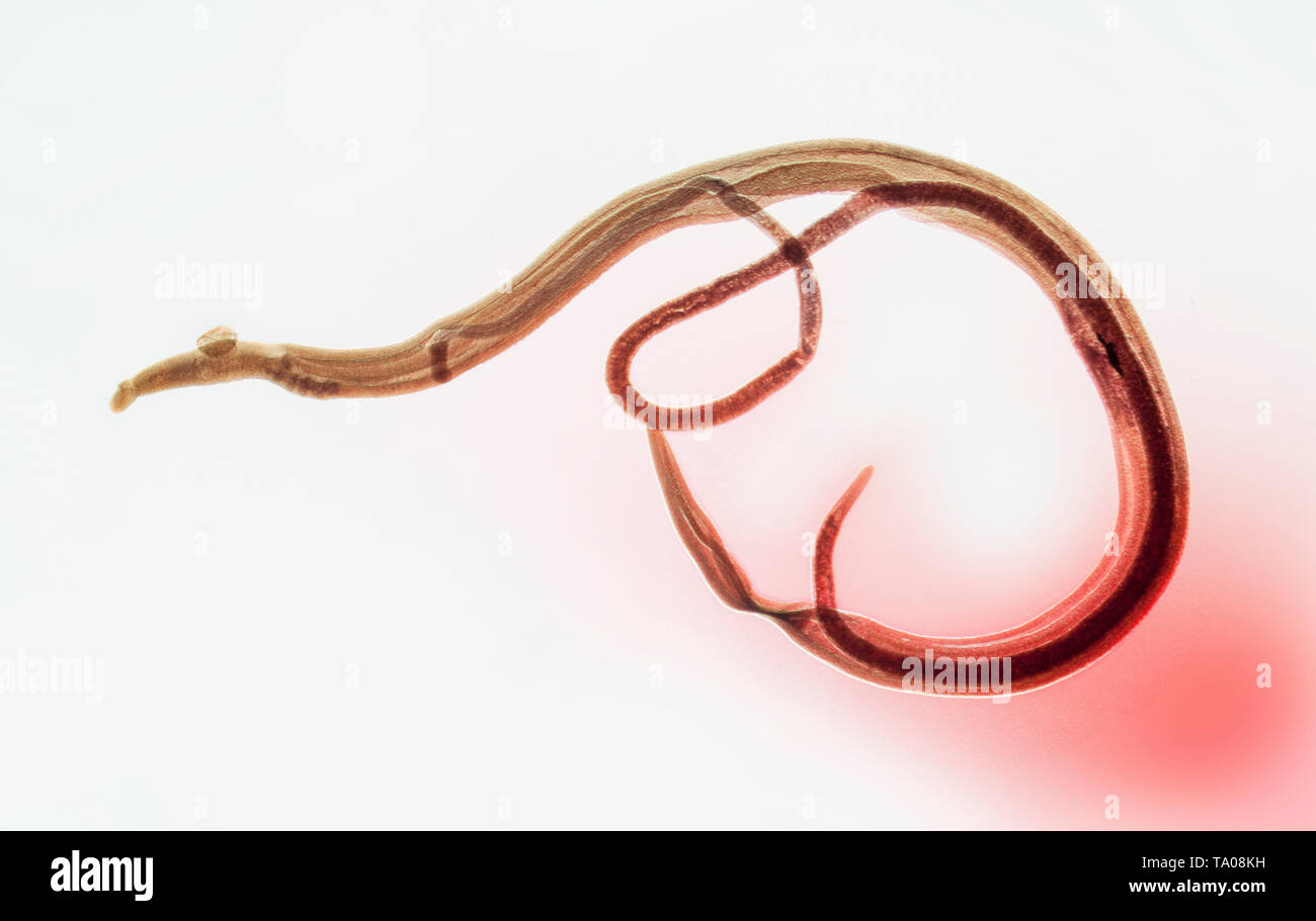 Schistosoma adulte Banque de photographies et d’images à haute ...