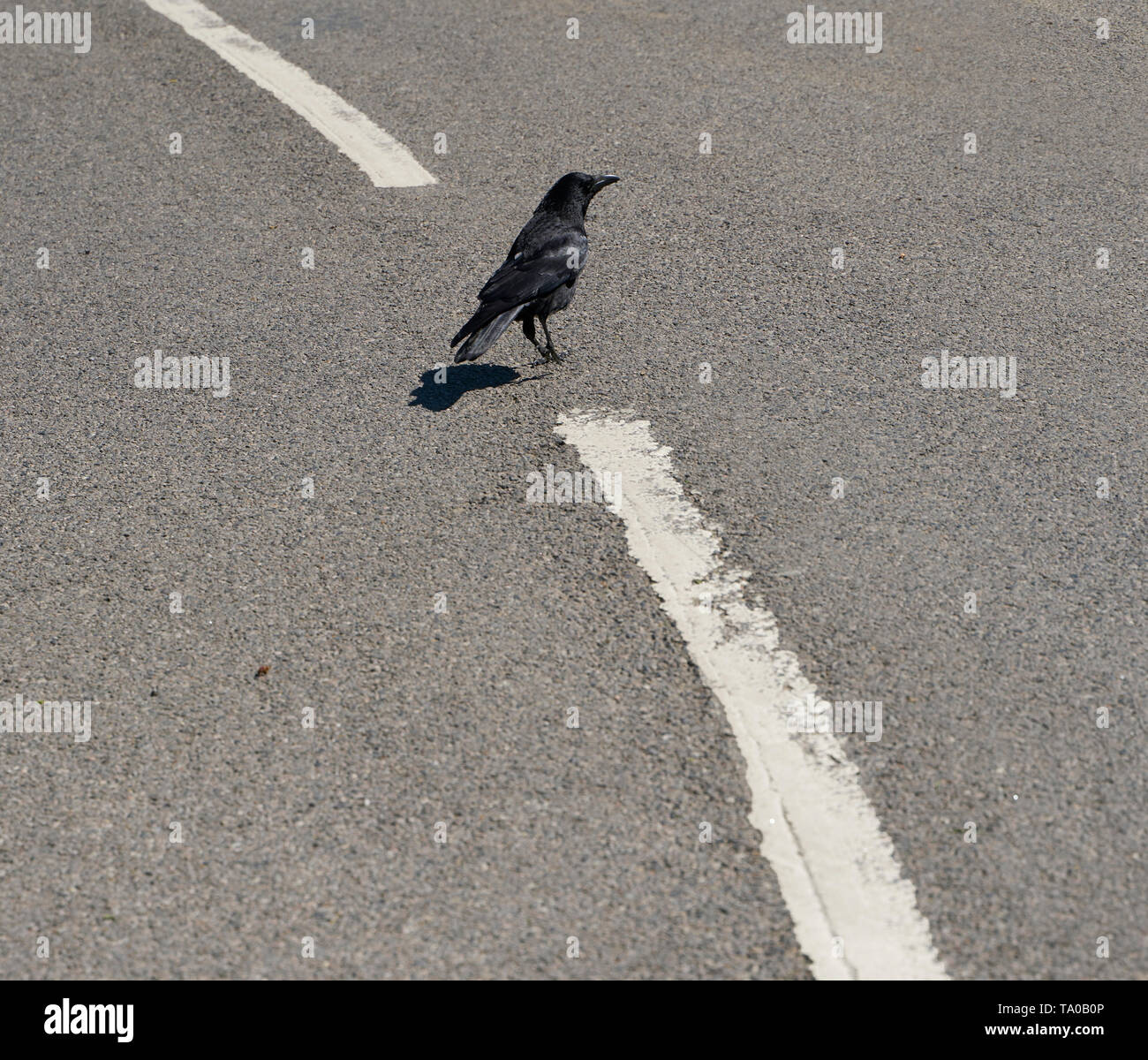 Crow road Banque de photographies et d’images à haute résolution - Alamy