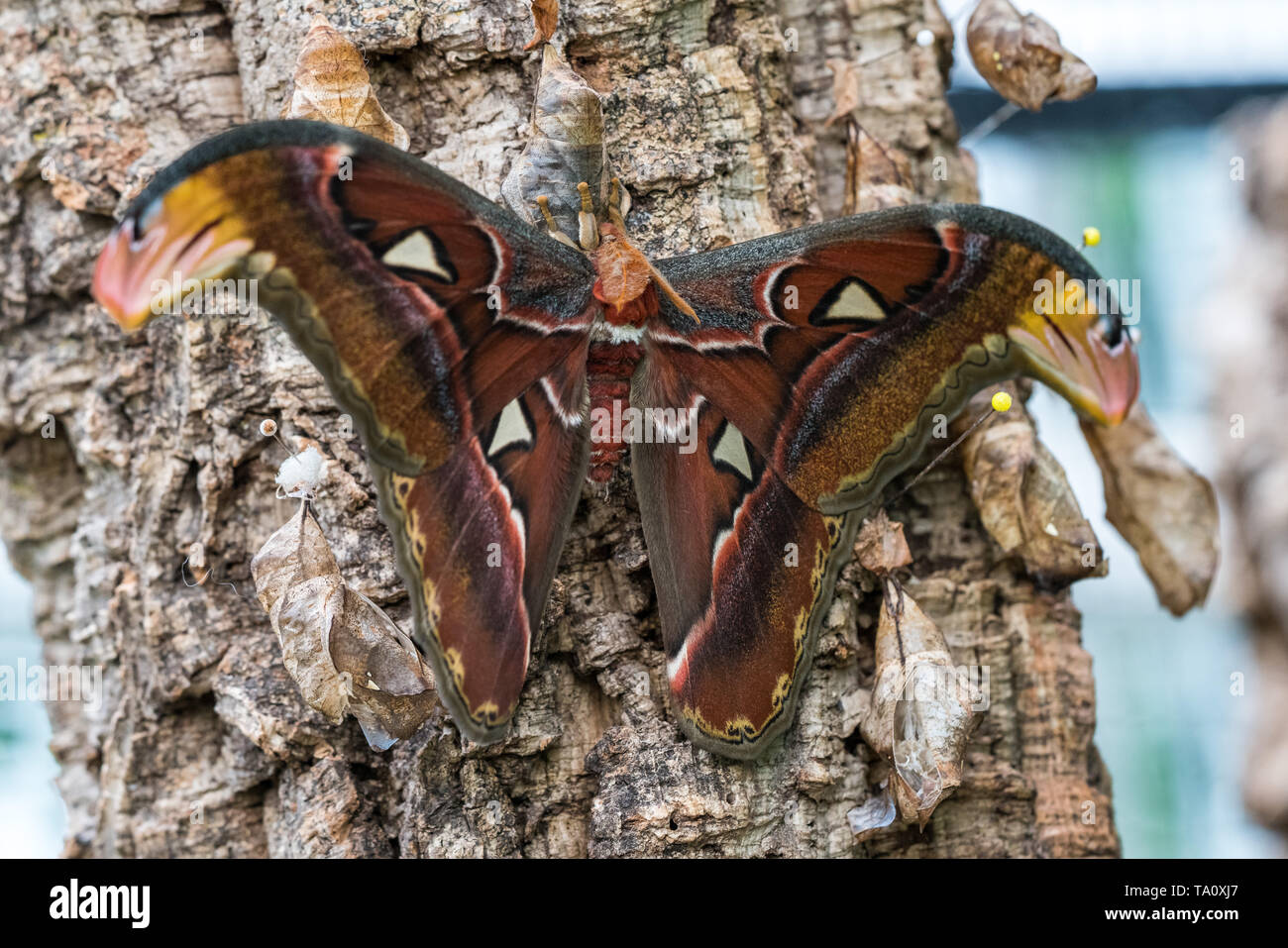 Le plus grand papillon du monde Banque de photographies et d’images à haute résolution - Alamy