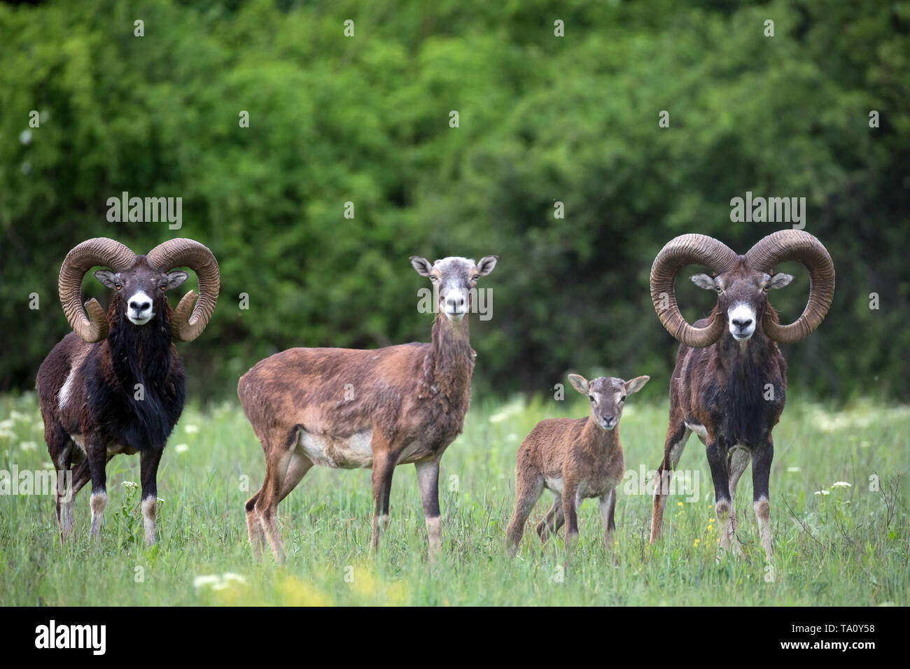 Chasse au mouton Banque de photographies et d’images à haute résolution ...
