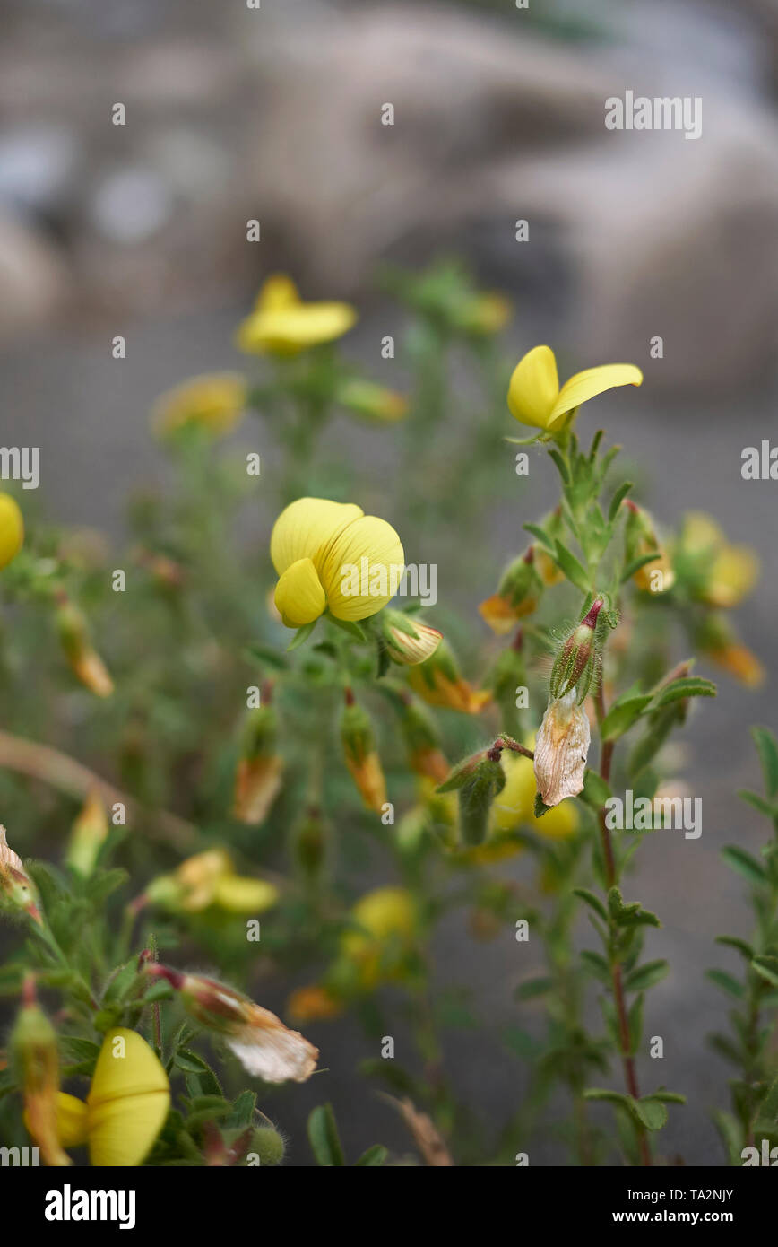 Ononis Natrix Banque d'image et photos - Alamy