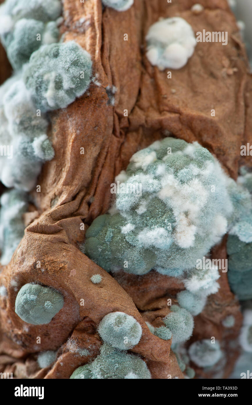 Penicillium camemberti et roqueforti Banque de photographies et d ...