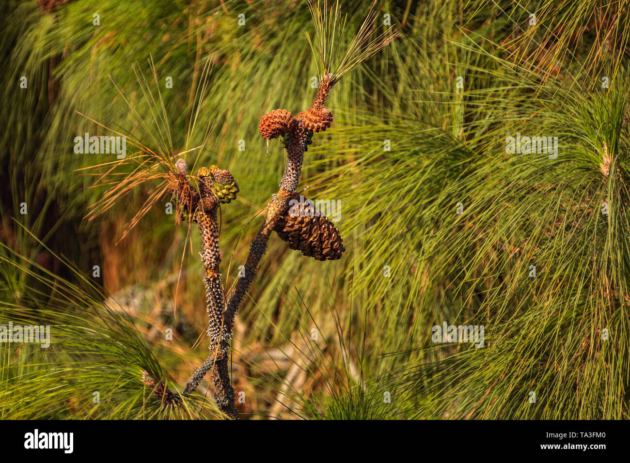 Pin pinus canariensis Banque de photographies et d’images à haute ...