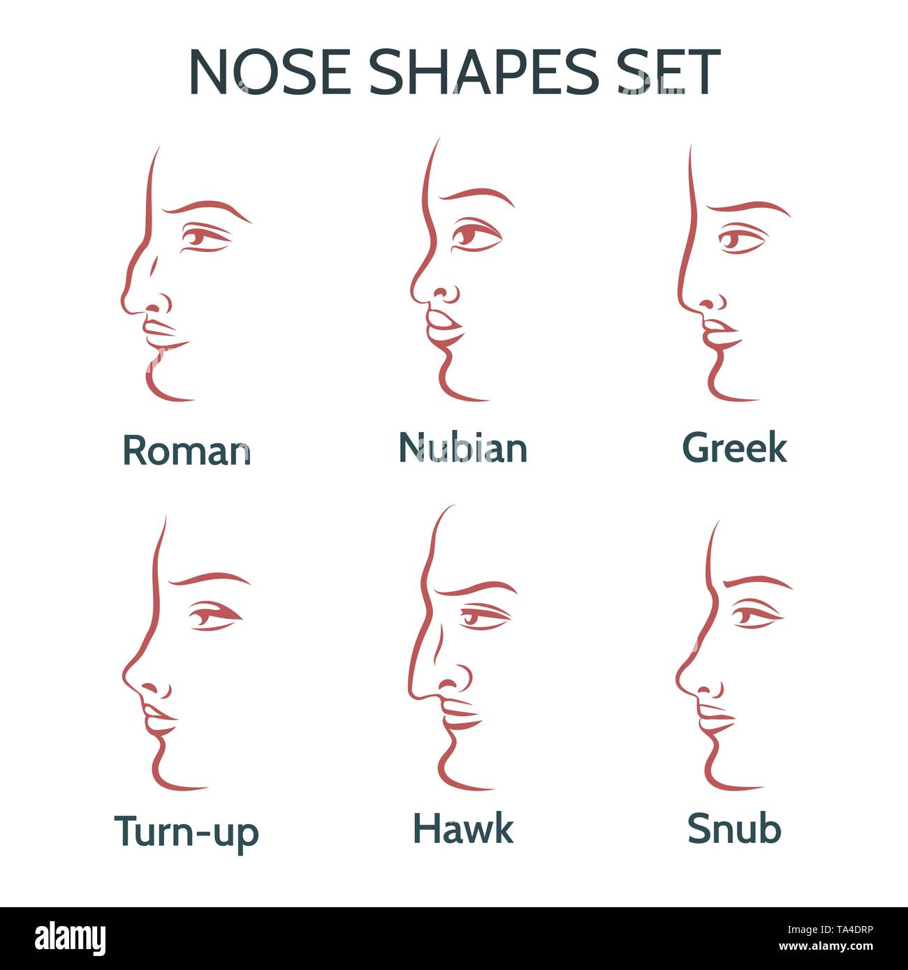 Types De Formes De Nez Types De Formes De Nez