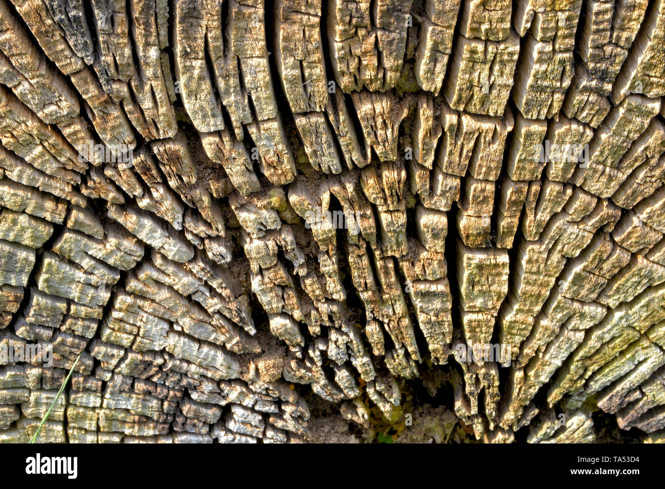 Tree disc Banque de photographies et d’images à haute résolution - Alamy
