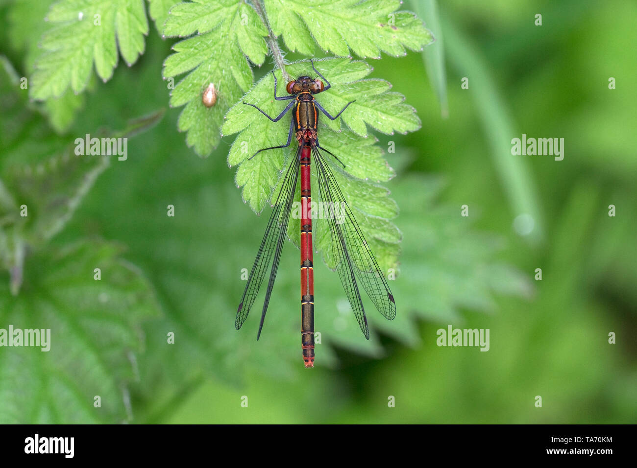 Grandes demoiselles rouges Banque de photographies et d’images à haute ...