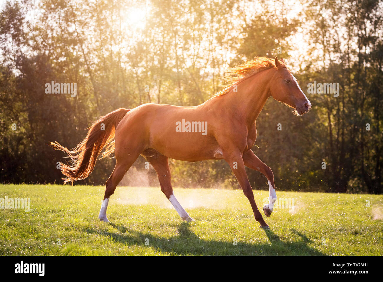American quarter horse chestnut mare Banque de photographies et d ...
