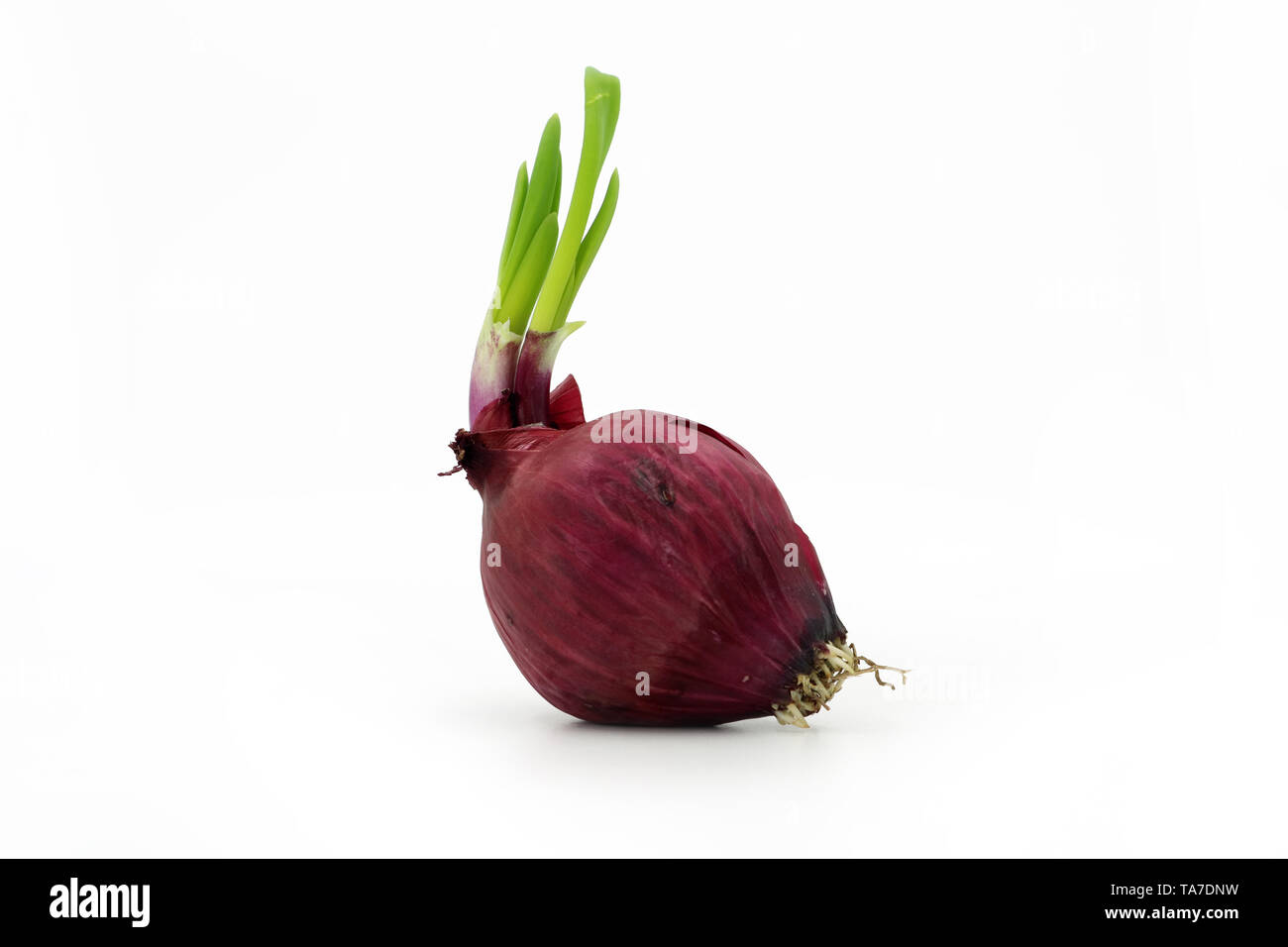 Oignon rouge bio Banque de photographies et d’images à haute résolution ...