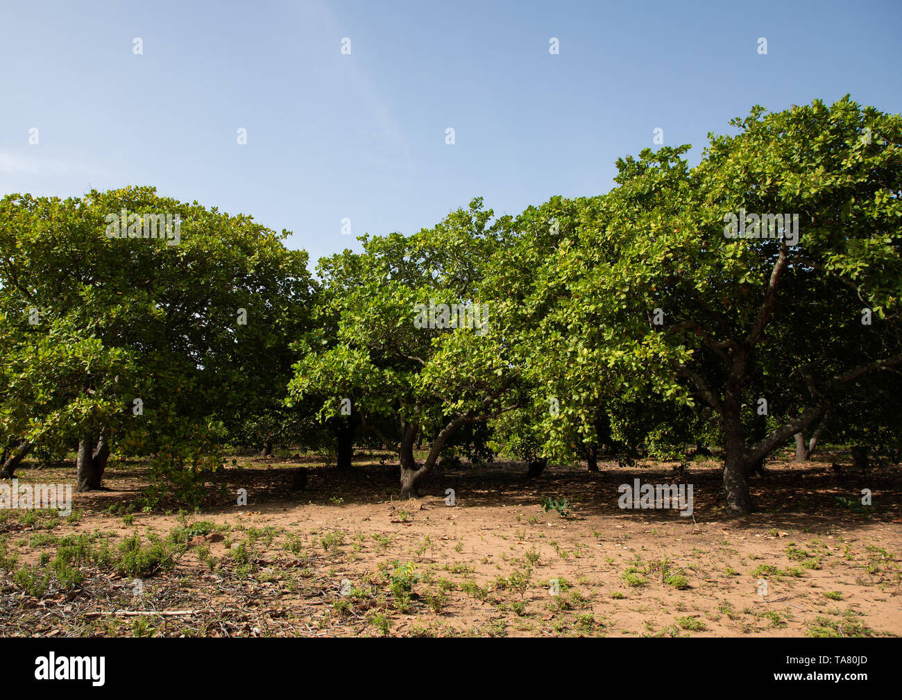 Plantation d'arbres de karité ou de beurre de karité, district des ...
