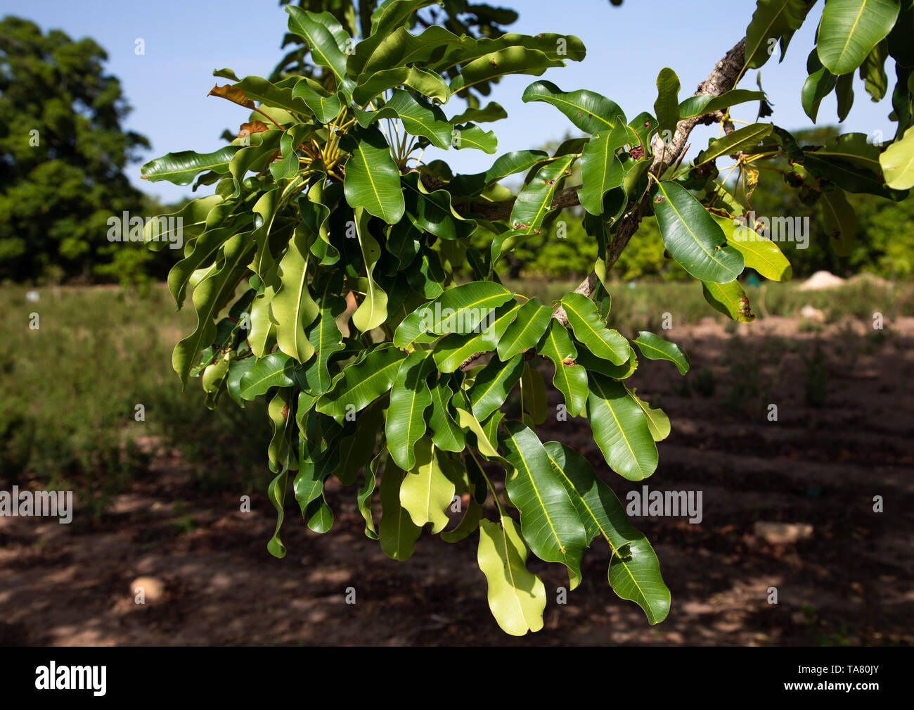 Feuilles de l'arbre de karité, district des Savanes, Shienlow, Côte d ...