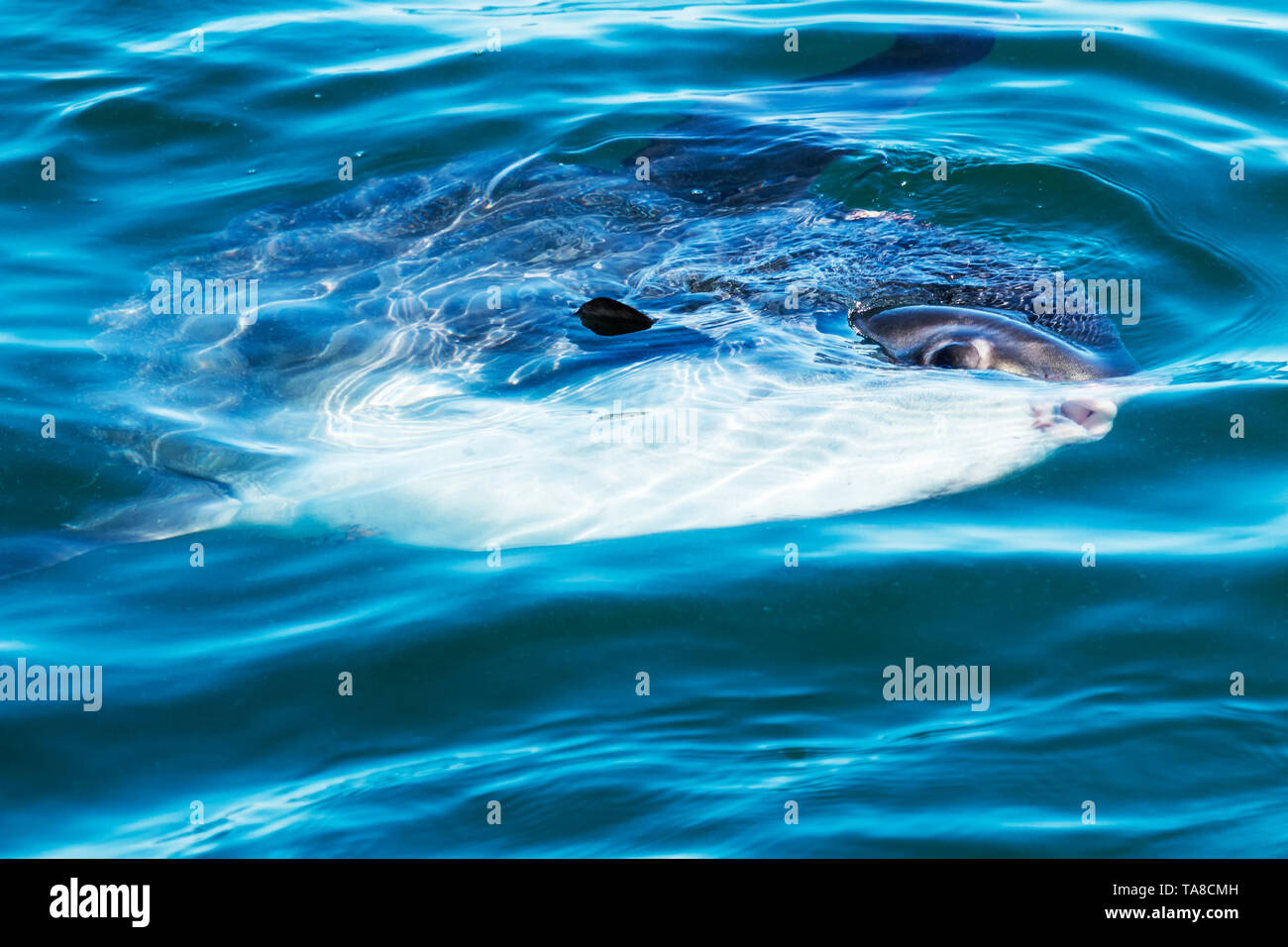 Ocean sunfish mola mola in Banque de photographies et d’images à haute ...