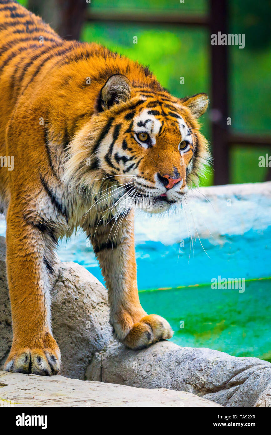 Agressive tiger Banque de photographies et d’images à haute résolution ...