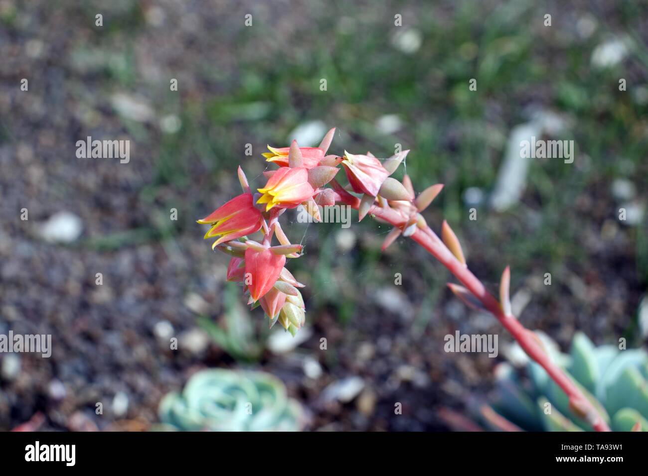 Echeveria secunda glauque Banque de photographies et d’images à haute résolution - Alamy