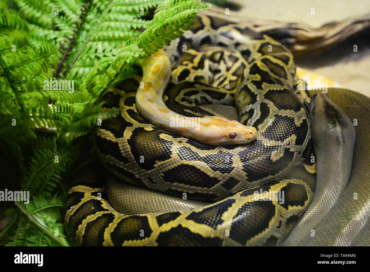 Serpent boa de sable rouge Banque de photographies et d’images à haute ...
