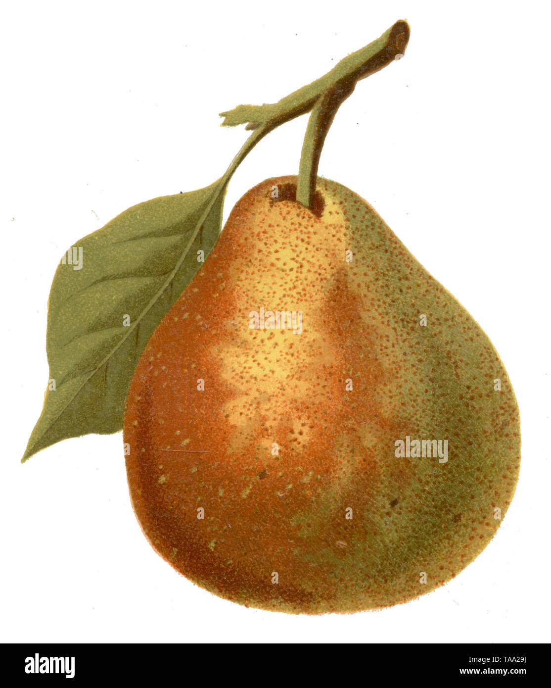 Varietes de poires Banque de photographies et d’images à haute ...