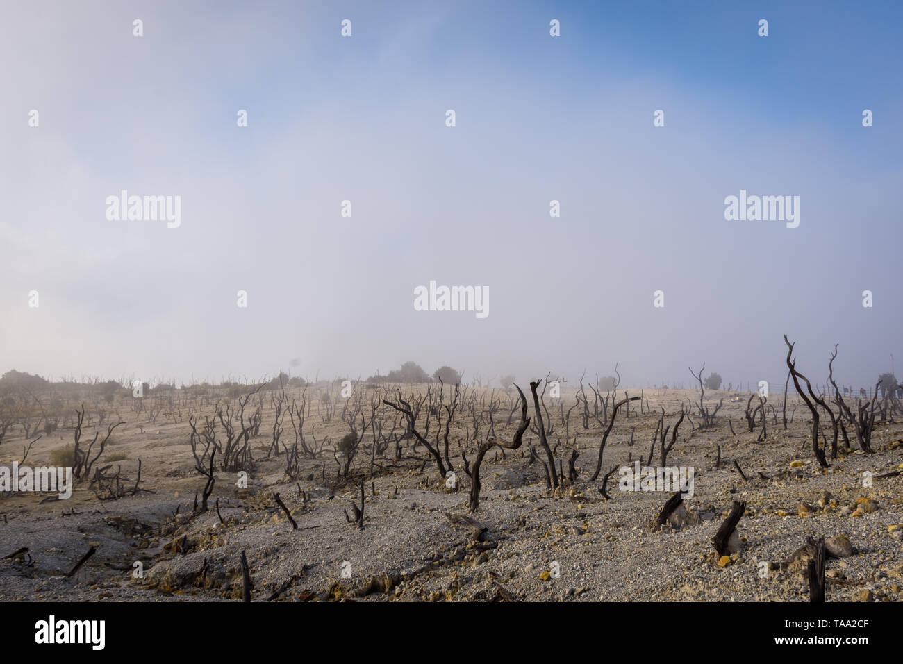 La forêt du mont Papandayan morte est l'endroit le plus populaire pour ... La forêt du mont Papandayan morte est l'endroit le plus populaire pour ...