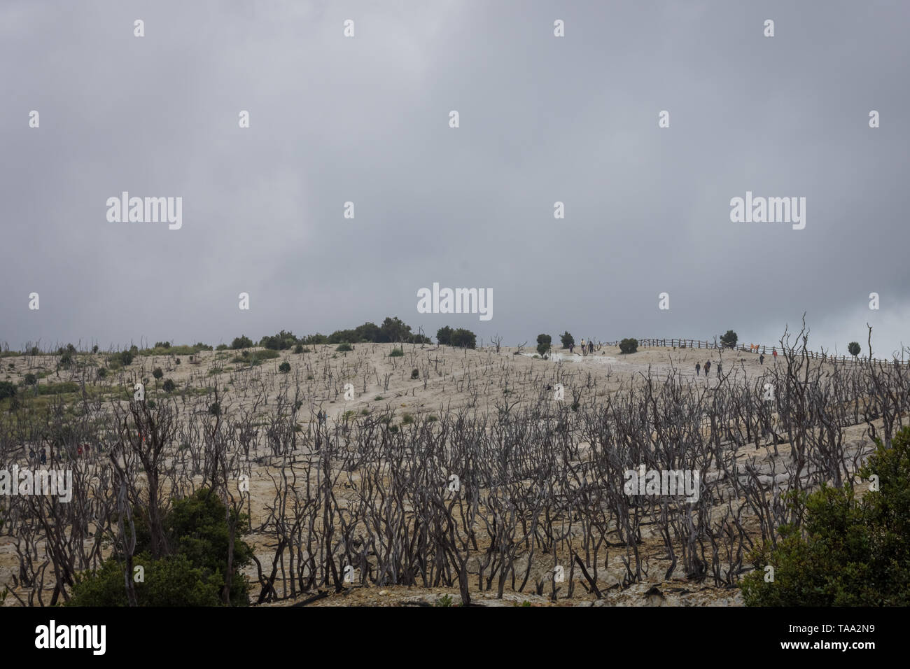 La forêt du mont Papandayan morte est l'endroit le plus populaire pour ... La forêt du mont Papandayan morte est l'endroit le plus populaire pour ...
