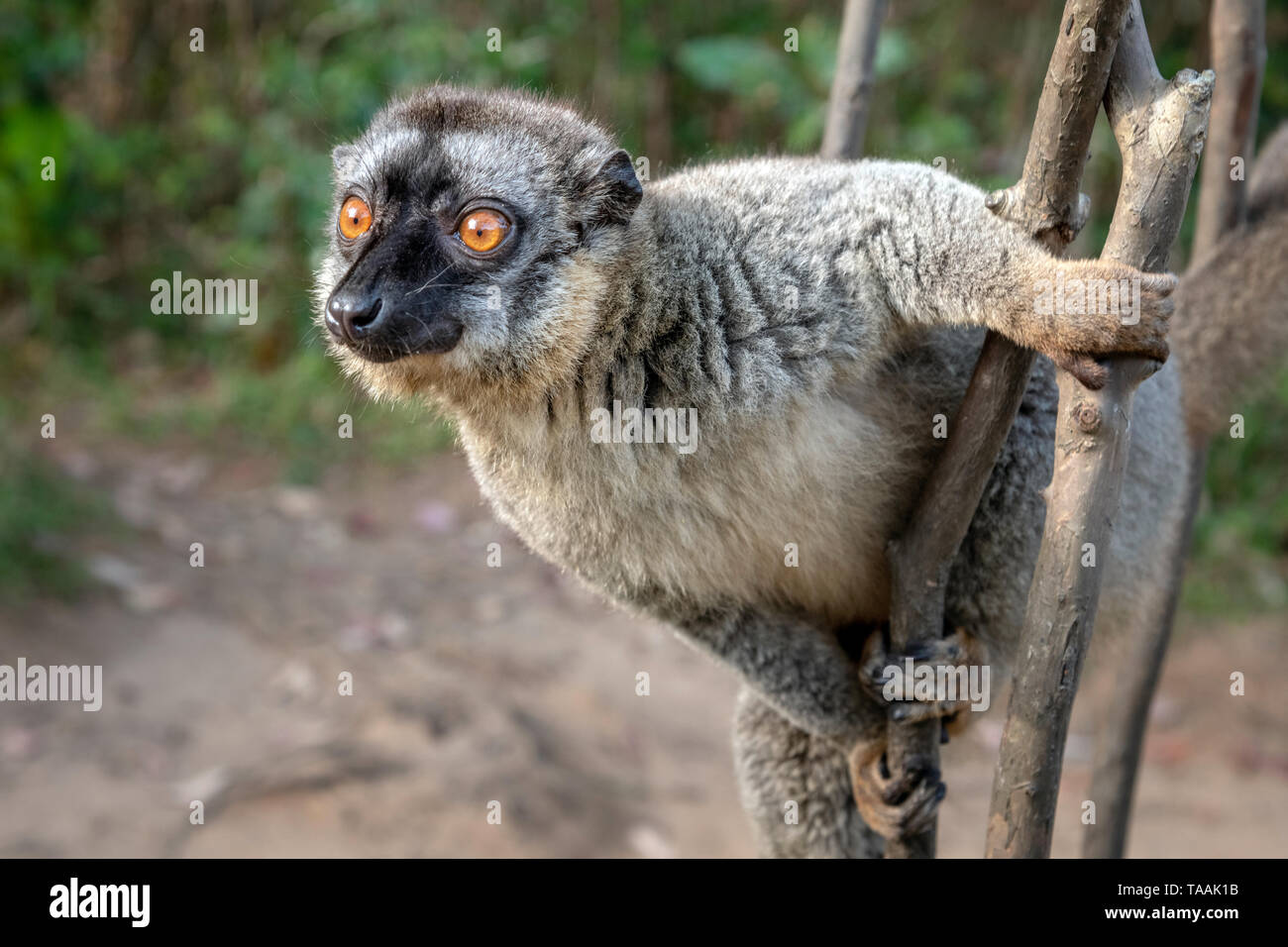 Le lémurien brun commun (Eulemur fulvus) est une espèce de lémurien ...