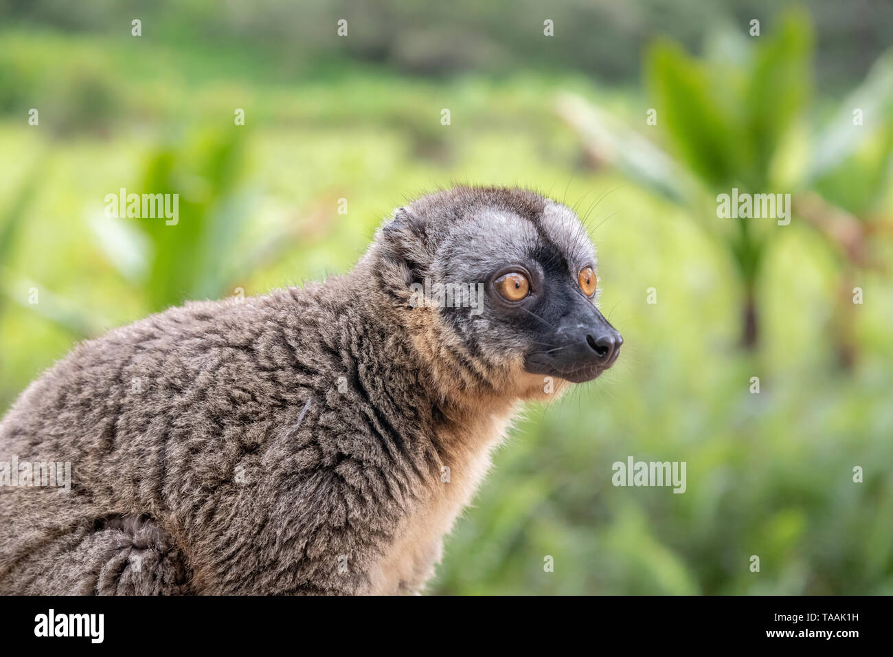 Le lémurien brun commun (Eulemur fulvus) est une espèce de lémurien ...