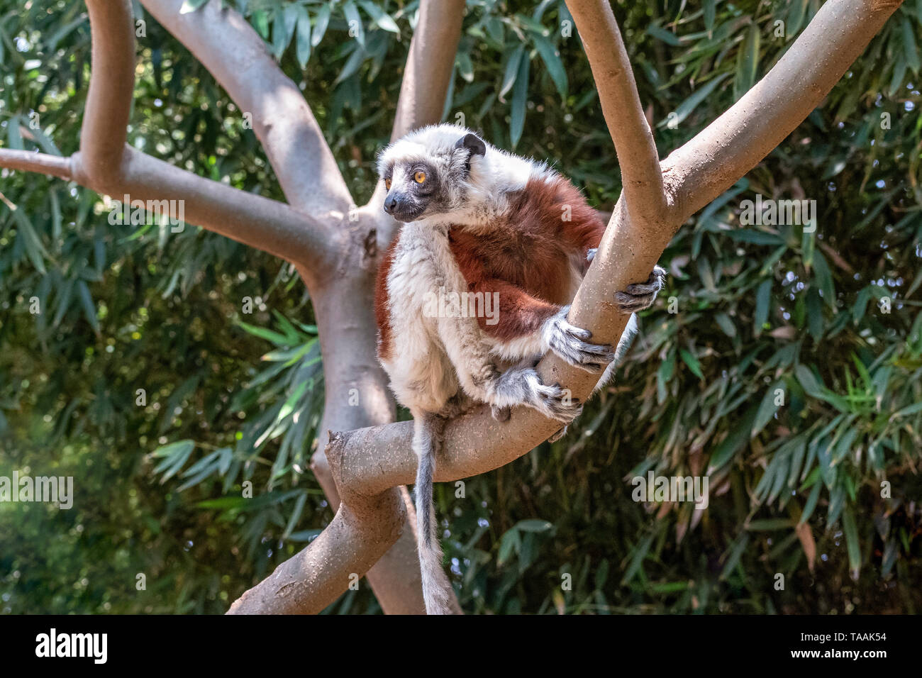 Le Coquerel's sifaka (Propithecus coquereli) est un lémurien de taille ...