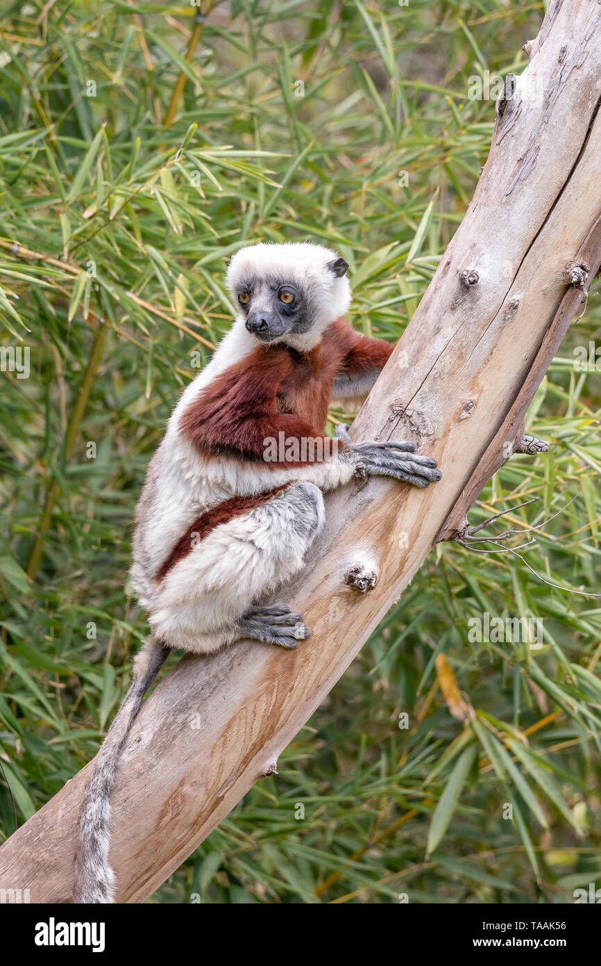 Le Coquerel's sifaka (Propithecus coquereli) est un lémurien de taille ...