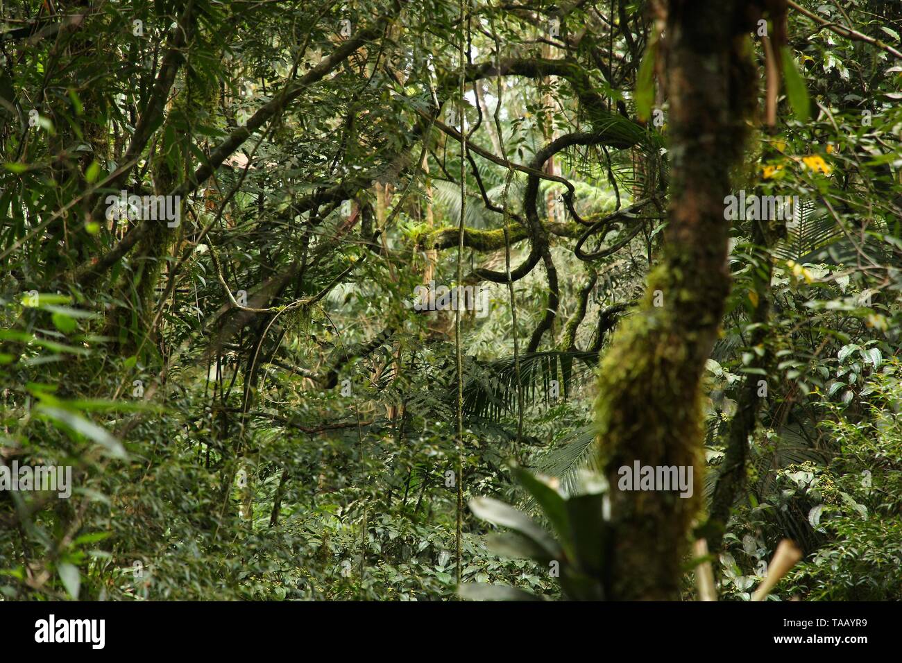 Rainforest biome Banque de photographies et d’images à haute résolution ...