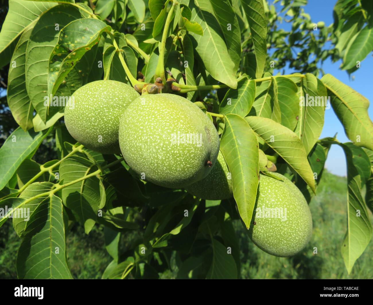 Noix vertes poussant sur un arbre Banque de photographies et d’images à ...