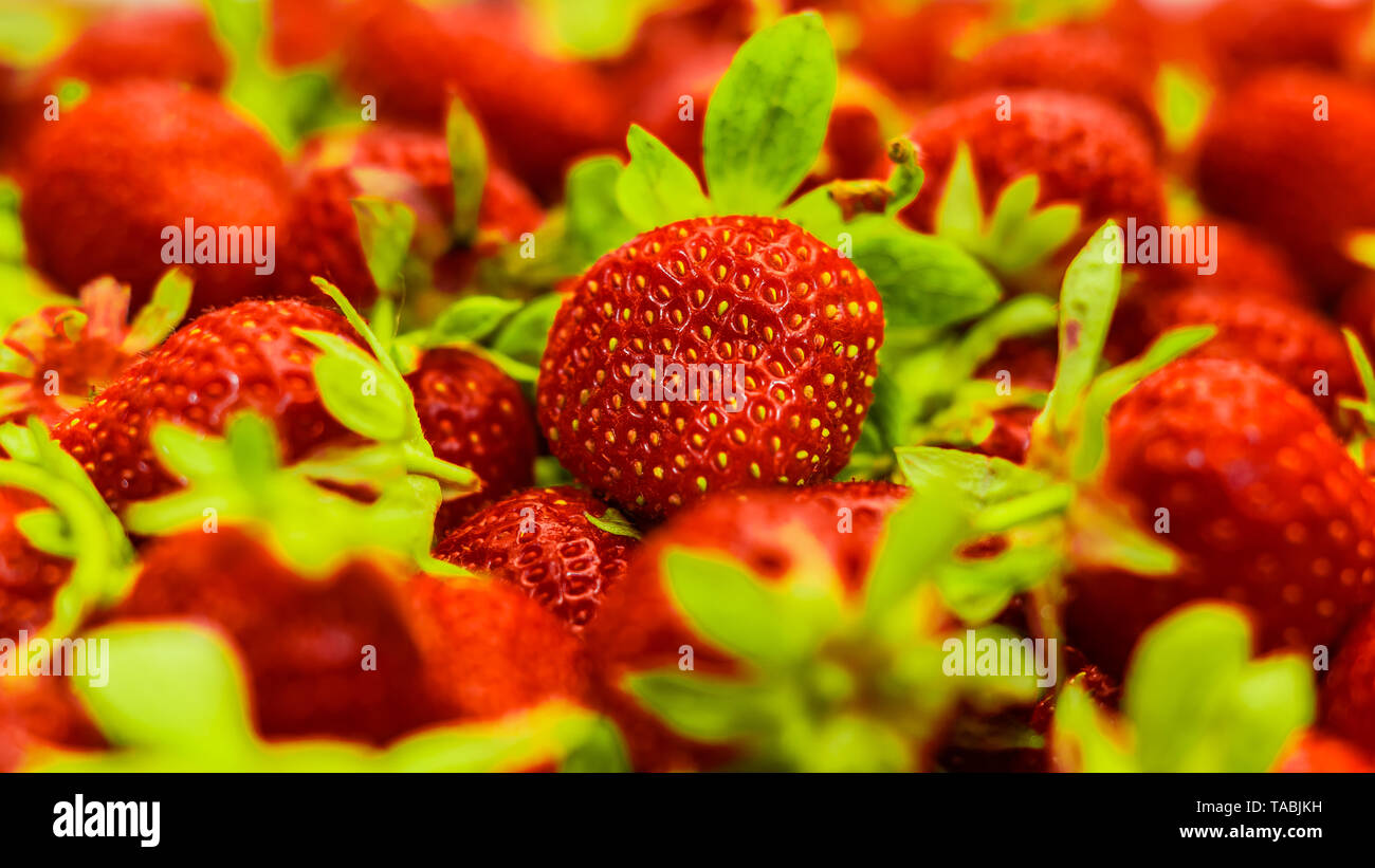 Fraises aux feuilles vertes Banque de photographies et d’images à haute ...