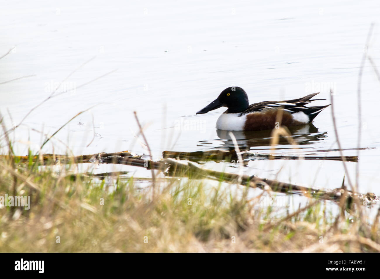 Accouplement de canards Banque de photographies et d’images à haute ...