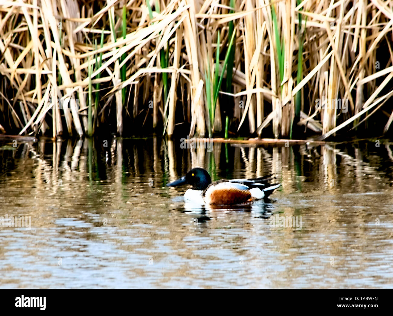 Accouplement de canards Banque de photographies et d’images à haute ...