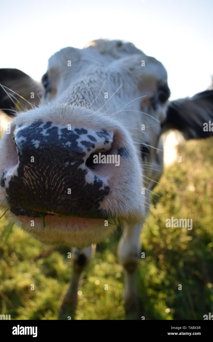 Cute face cow Banque de photographies et d’images à haute résolution ...