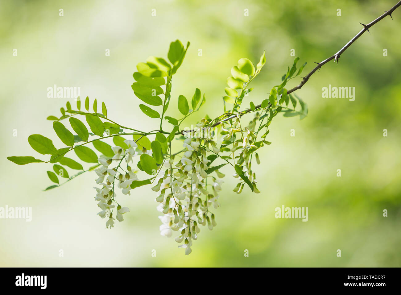 Robinia robinia pseudoacacia Banque de photographies et d’images à ...